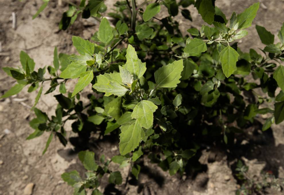 STRIM MTZ HERBICIDE REGISTERED FOR POTATOES | The Grower