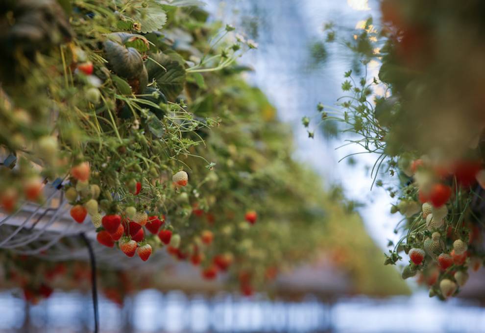 Trianum P biological fungicide label expanded | The Grower
